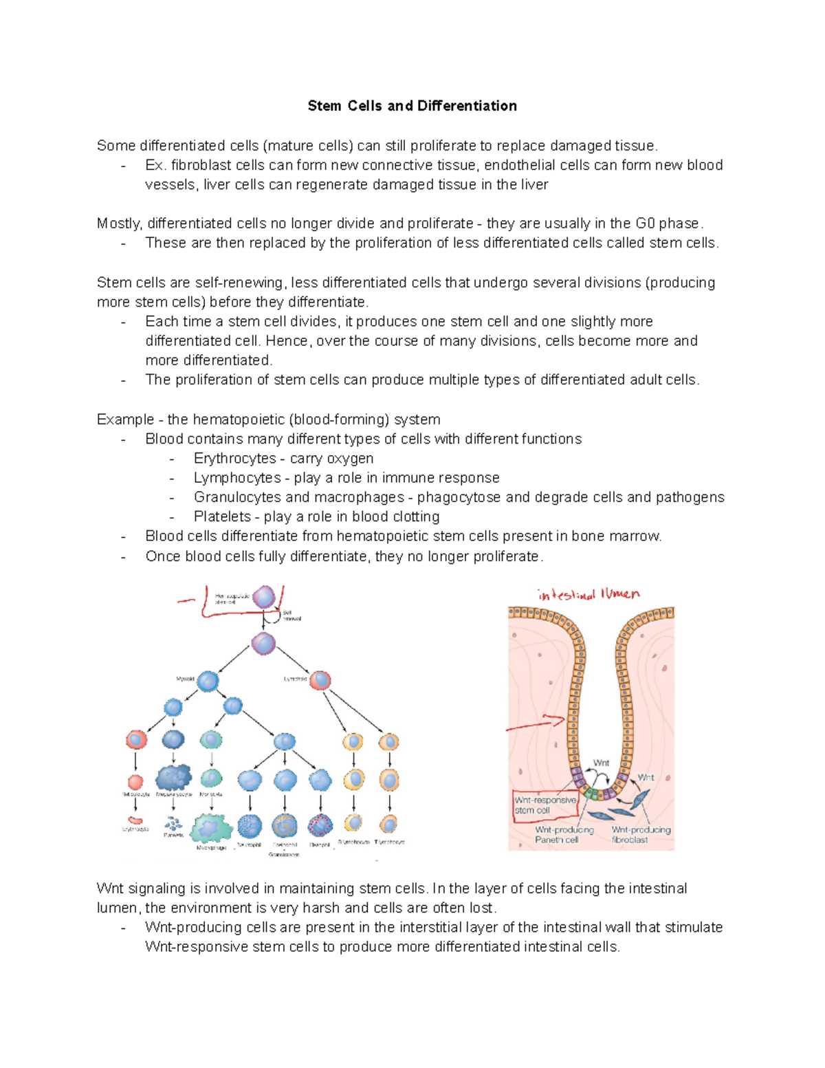 Cell Biology (BI203) Chapter 17 - Stem Cells and Differentiation Some ...