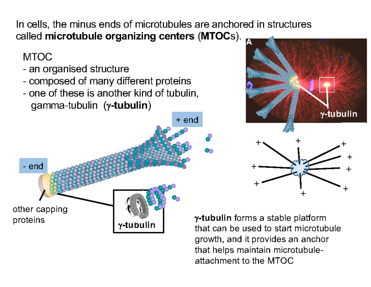 107Lect 12Slides - notes with details written in some! - In cells, the ...