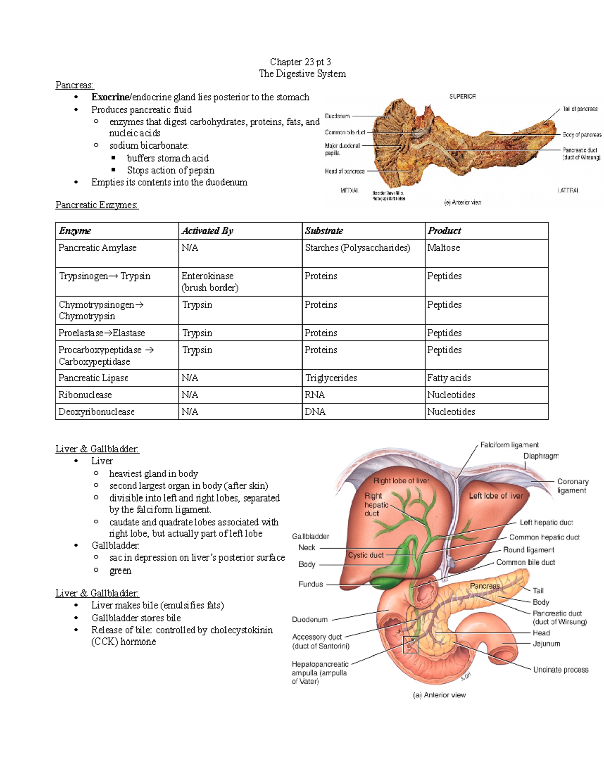 Ch 24 pt 3 notes - Chapter 23 pt 3 The Digestive System Pancreas ...