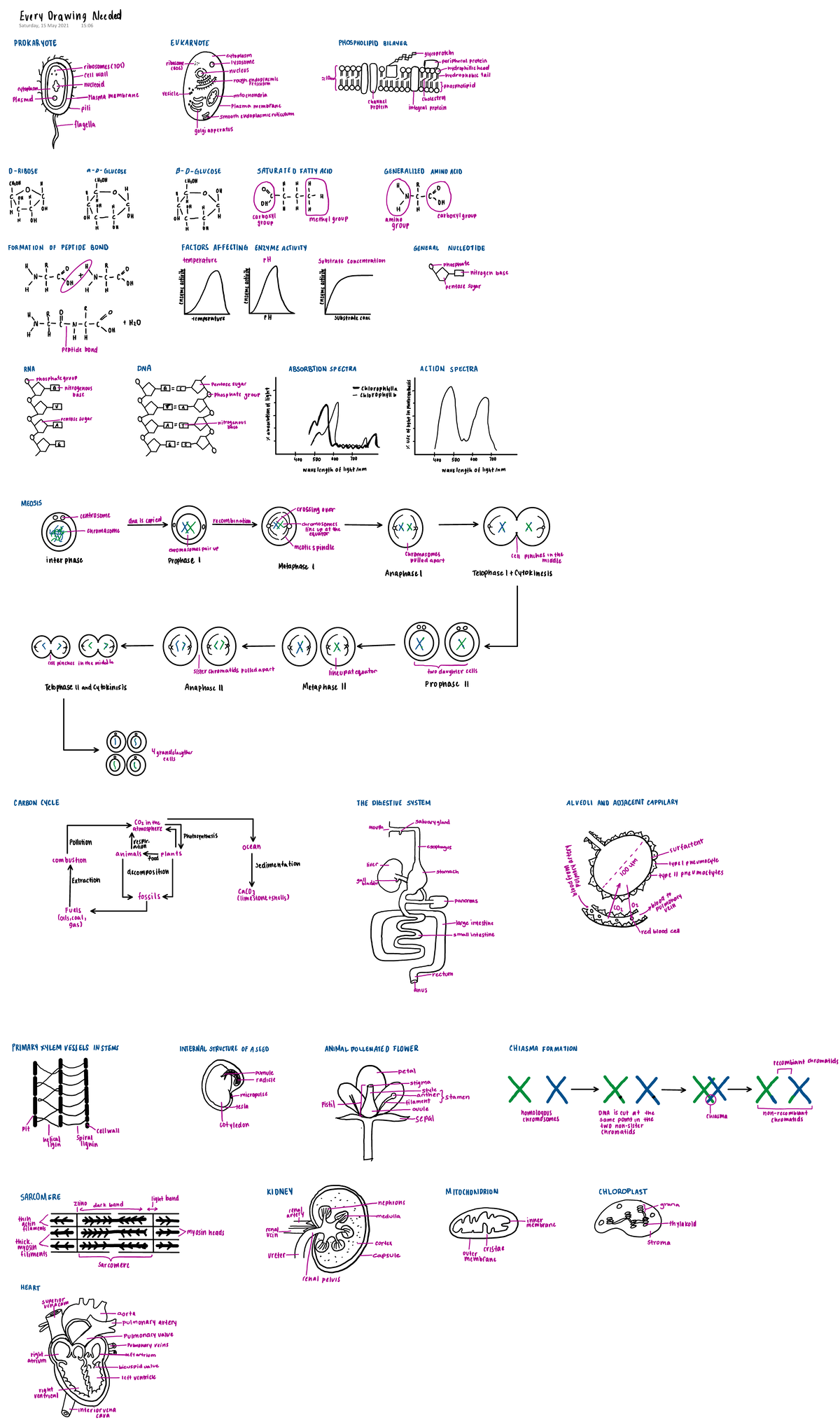 All the drawings we need to know - biology - Saturday, 15 May 2021 15 ...