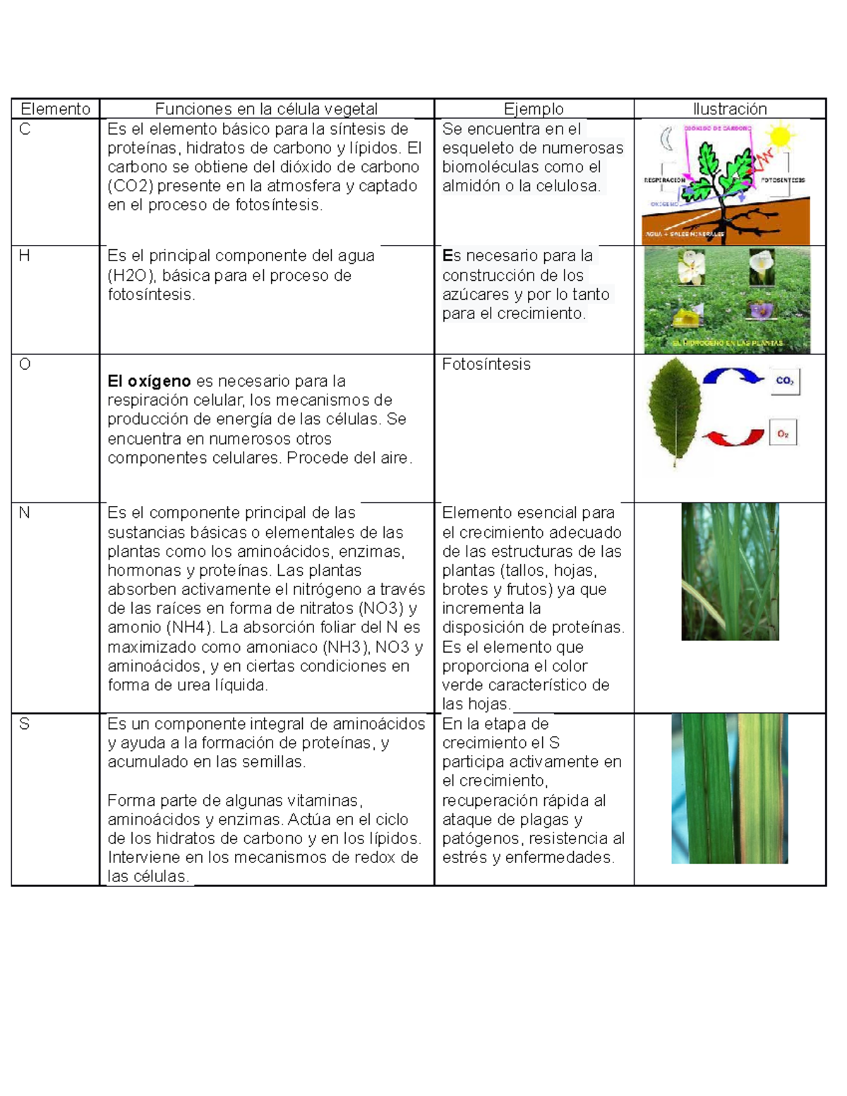 Elementos Esenciales para las plantas y su desarrollo - Biotecnología ...