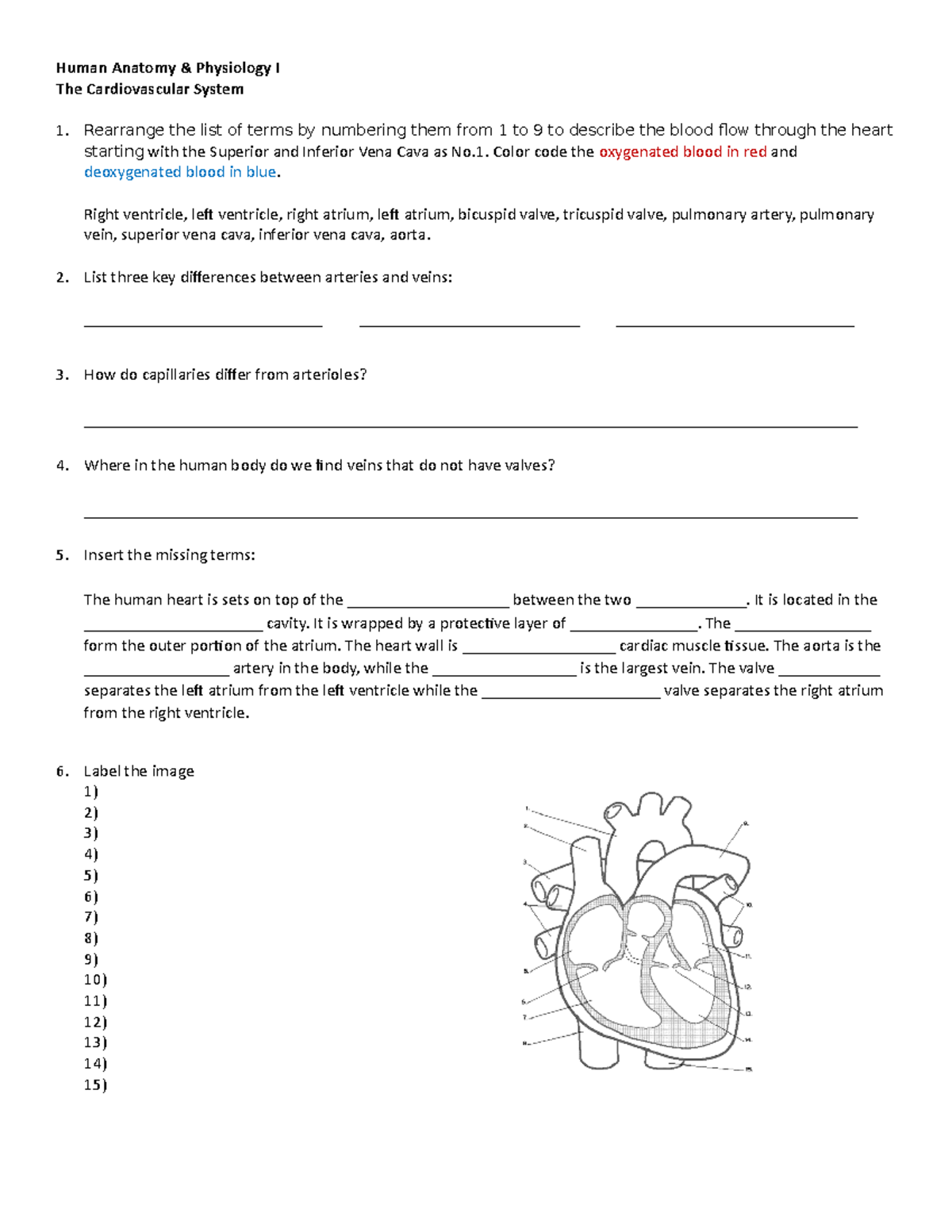 Lab Worksheet CVS - notes - Human Anatomy & Physiology I The ...