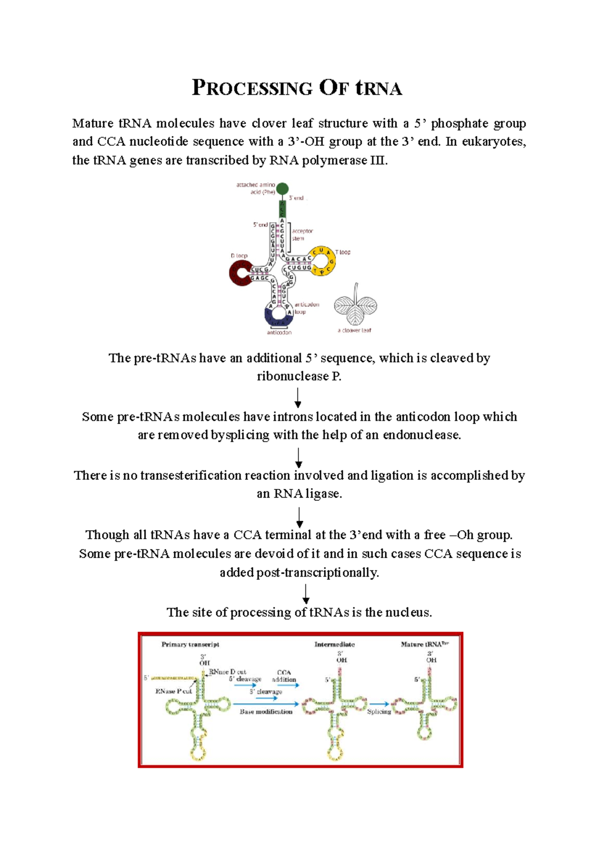 Processing of t RNA - Important topic - PROCESSING OF tRNA Mature tRNA ...