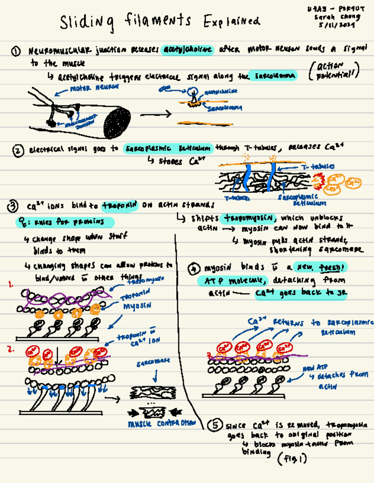 PSK4U - Sliding filaments - u4A3 - PSKPUT Sliding filaments Explained ...
