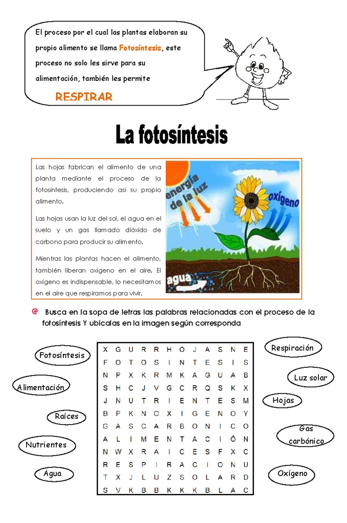 Ficha de La Fotosintesis para Segundo de Primaria - Busca en la sopa de ...