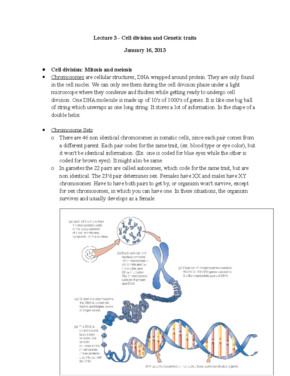 Lecture 3 - Cell division and Genetic traits - They are only found in ...