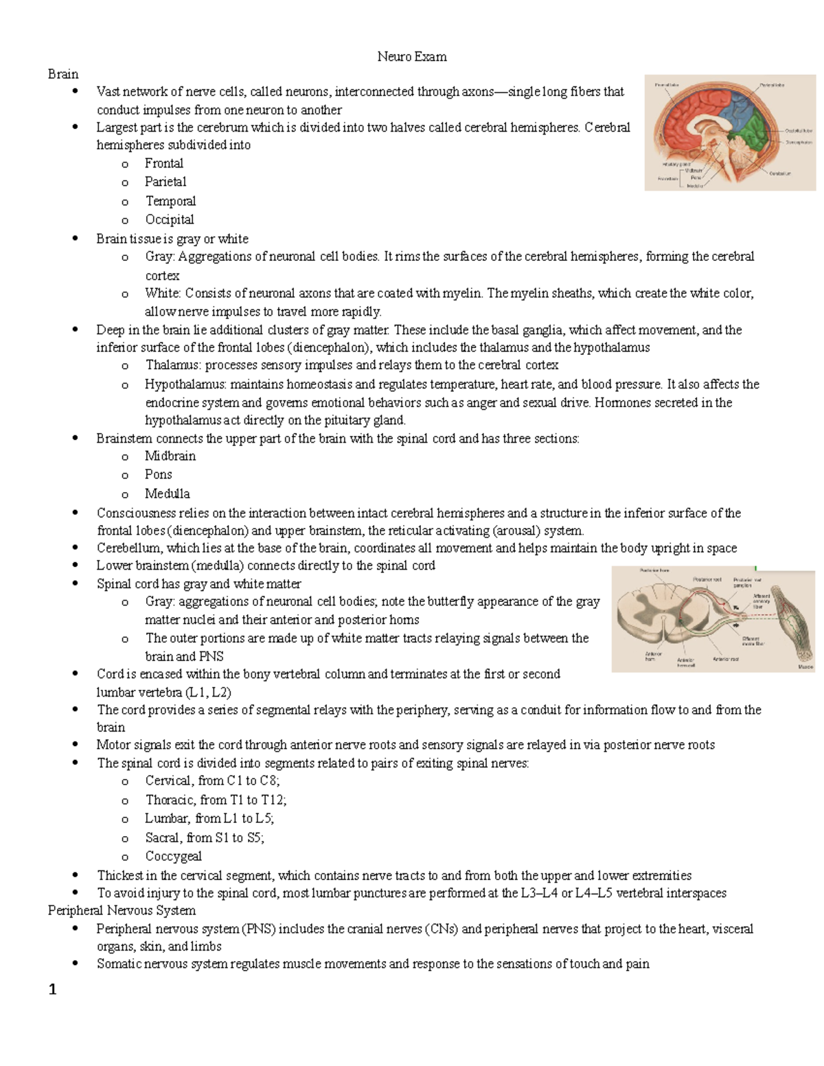 Neuro Exam - Neuro Exam Brain Vast network of nerve cells, called ...