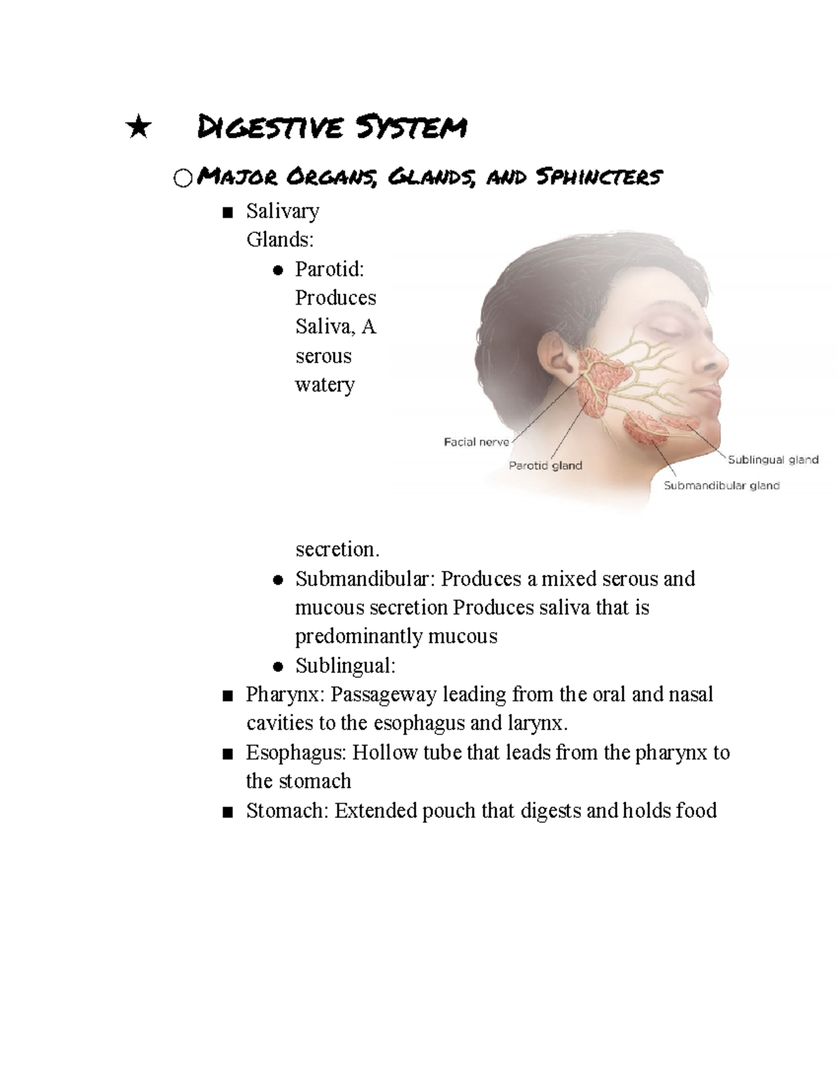 A&P 4 Lab Practicum Study Guide - ★ Digestive System Major Organs ...