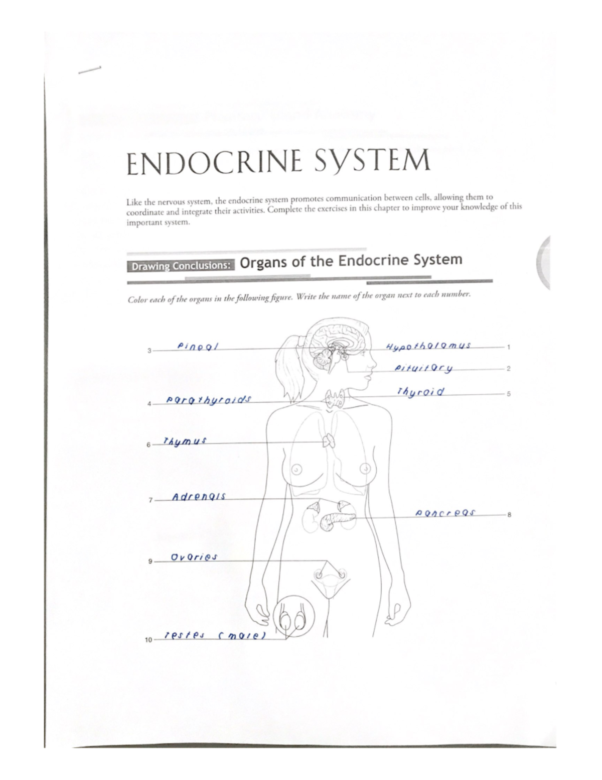 Endocrine System - anatomy and physiology - Physiotherapy - Studocu
