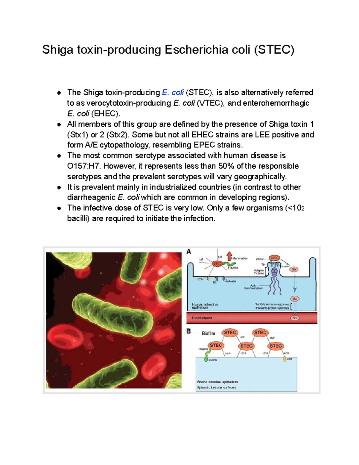 Shiga toxin-producing Escherichia coli (STEC) - coli (STEC), is also ...
