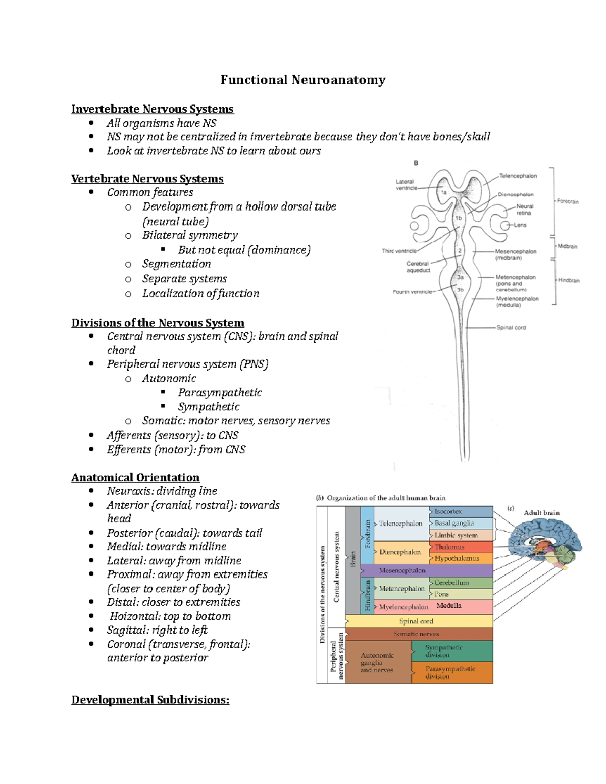 1 Functional Neuroanatomy - Functional Neuroanatomy Invertebrate ...