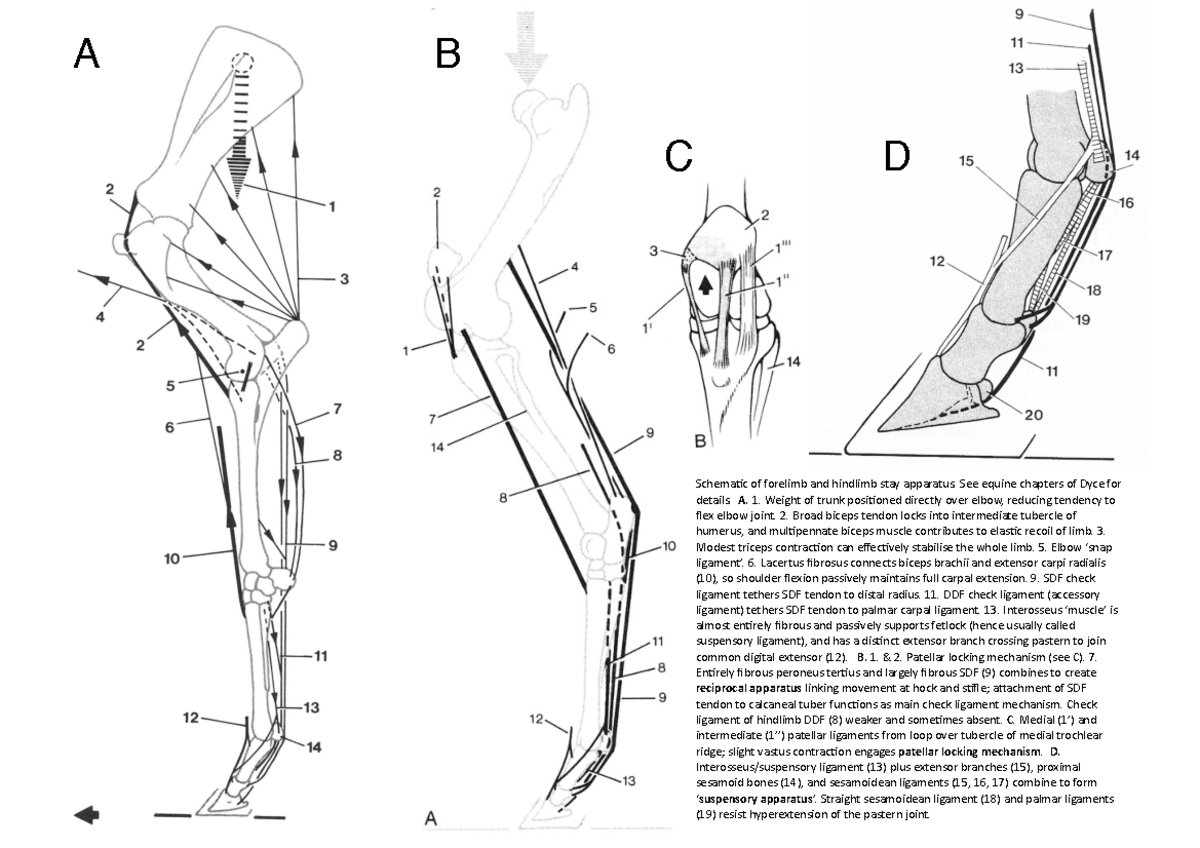 Stay apparatus summary - Schema'c of forelimb and hindlimb stay ...