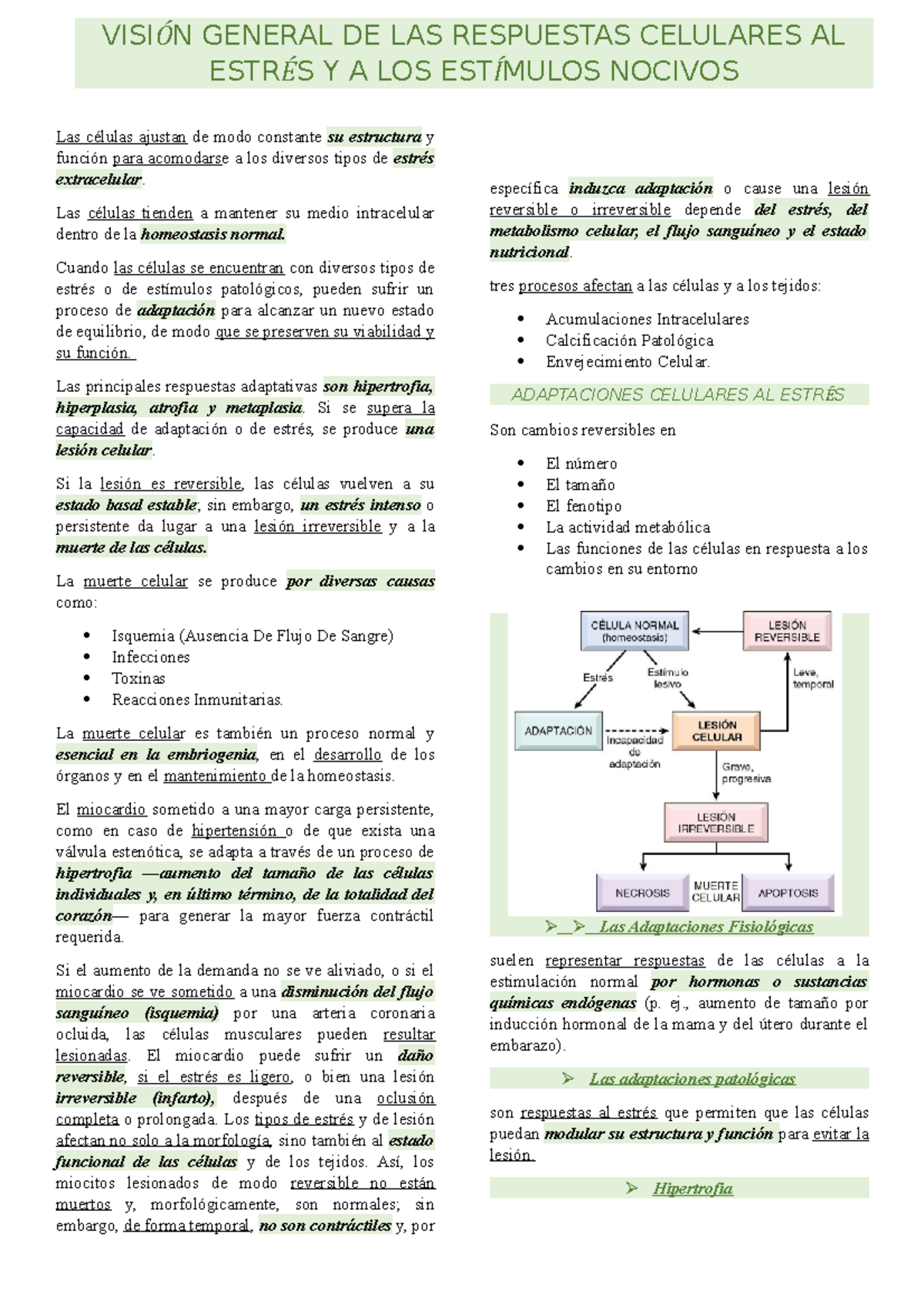 Cap 1. Lesión y muerte celulares, adaptacion - Las células ajustan de ...