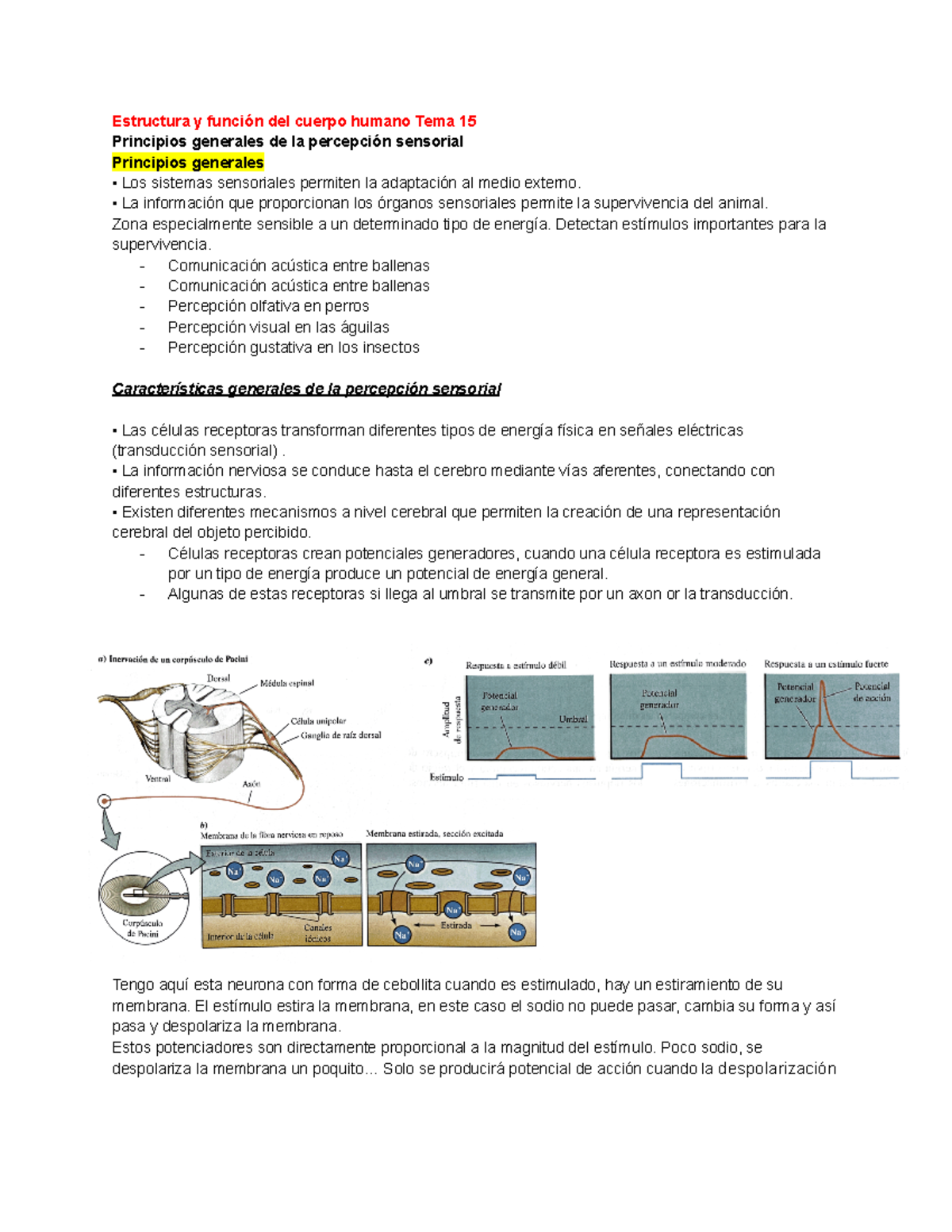 Estructura y función del cuerpo humano Tema 15 - Estructura y función ...