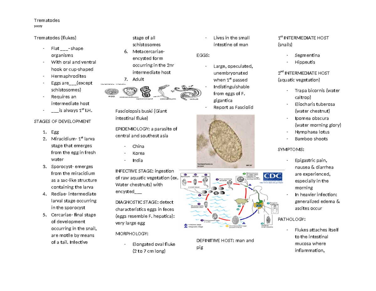 Trematodes para(lec) - Trematodes yassy Trematodes (flukes) - Flat ...