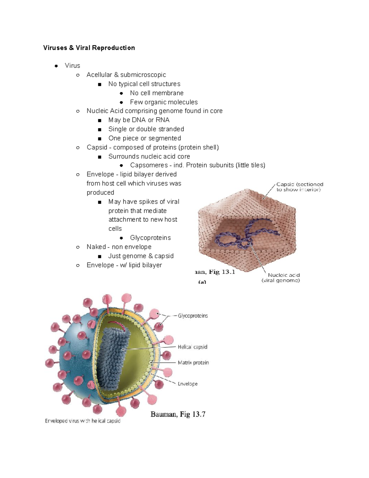 L5 Viruses & Viral Reproduction - Viruses & Viral Reproduction Virus ...