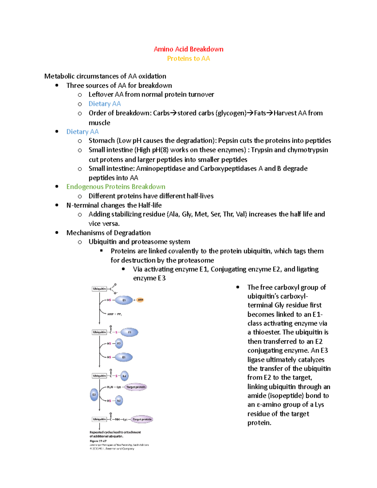 Amino Acid Breakdown and PLP mechanism - Amino Acid Breakdown Proteins ...