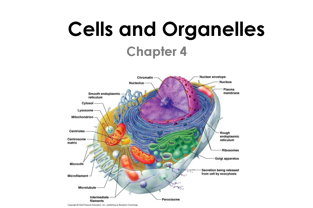 4 - Cells and Organelles (Moodle) - Cells and Organelles Chapter 4 ...