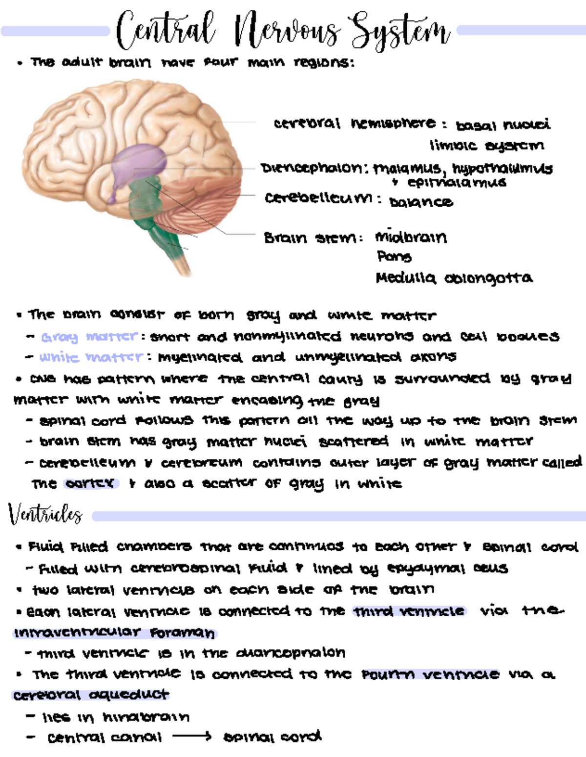 Central Nervous System - Central Nervous System Ventricles · The adult ...