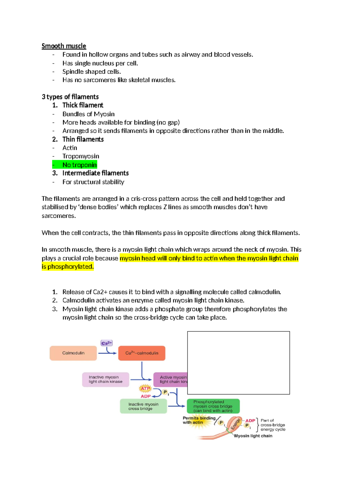 Muscle Physiology 2 - lecture notes for Y1 BM4MAP, handwritten - Smooth ...