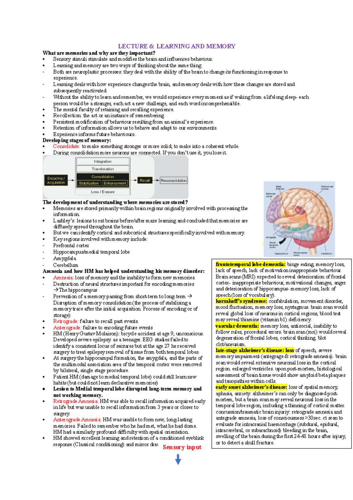Lecture 6- Learning and Memory - LECTURE 6: LEARNING AND MEMORY What ...