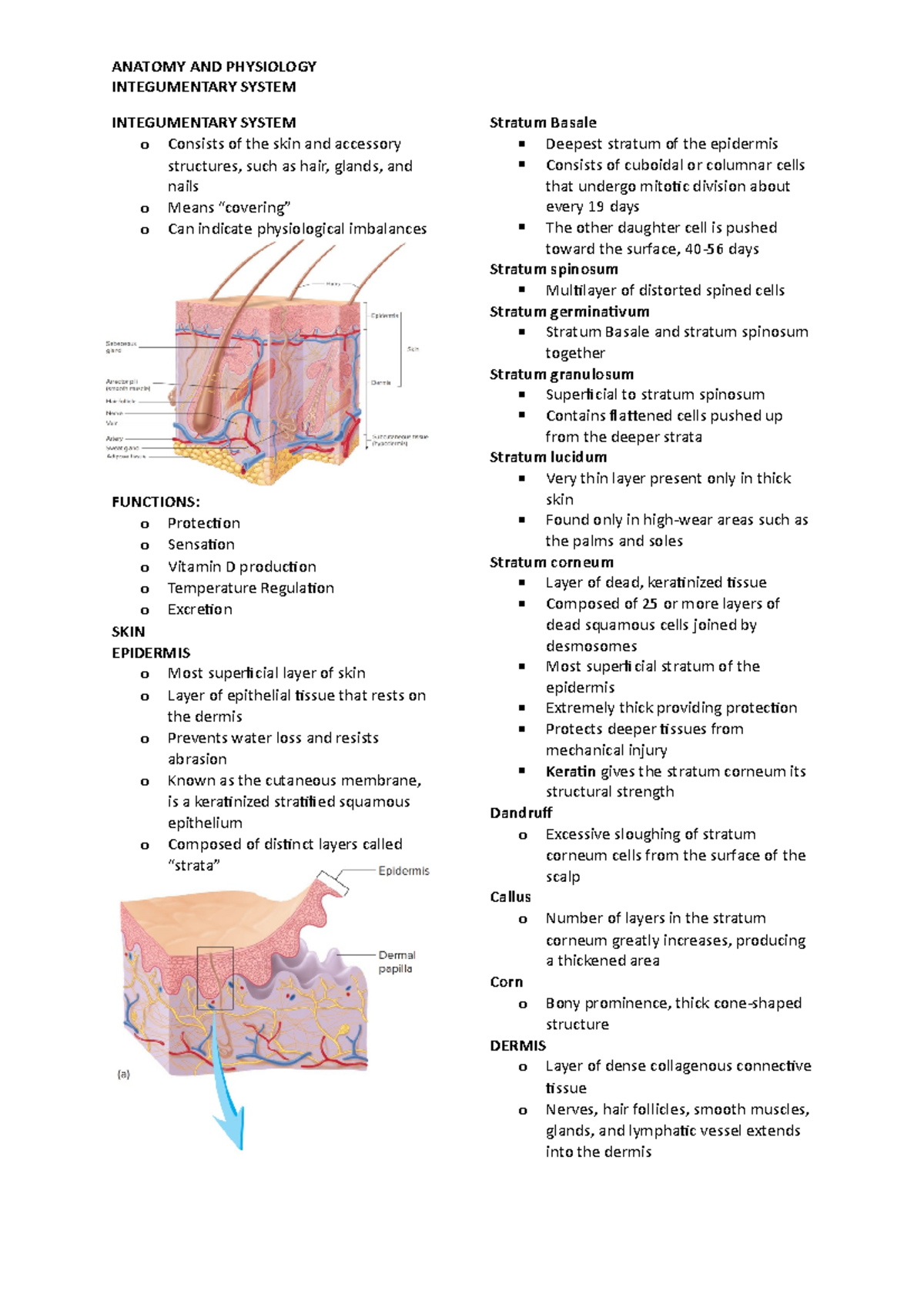 Integumentary- System - ANATOMY AND PHYSIOLOGY INTEGUMENTARY SYSTEM ...
