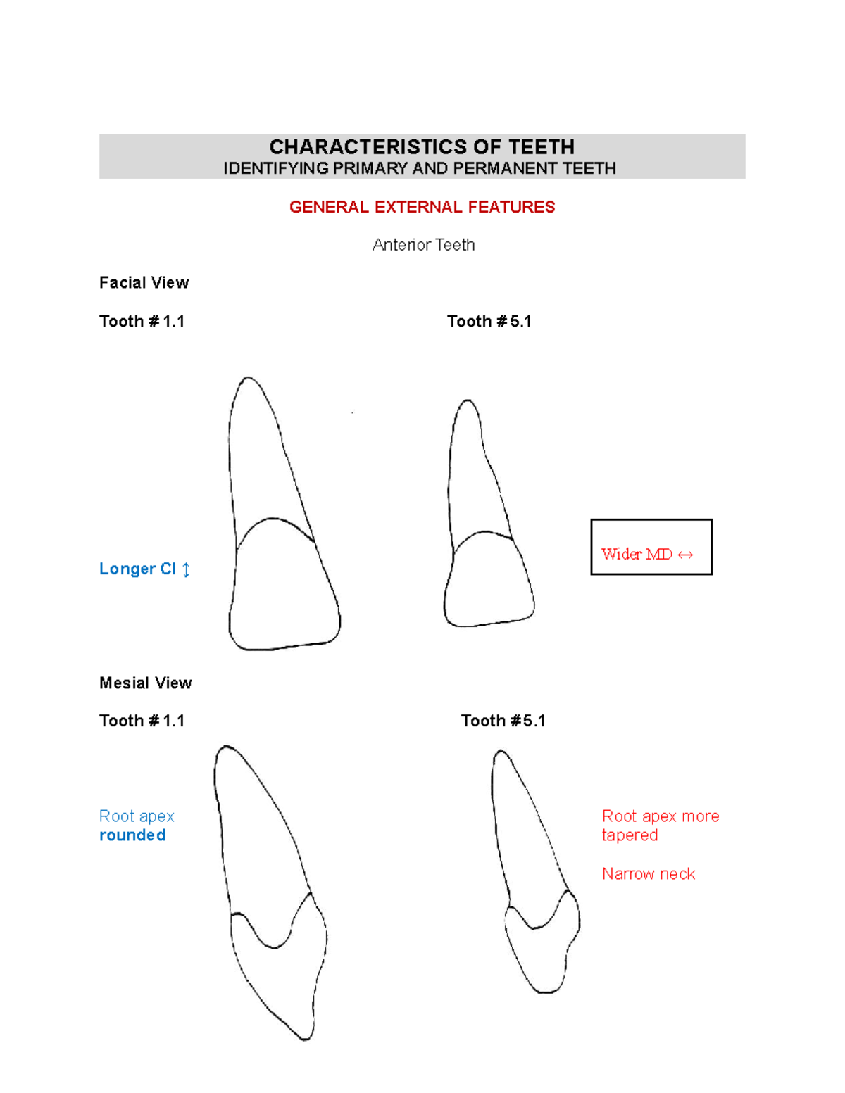 Primary and Permanent Teeth. Diagrams Part 22 - CHARACTERISTICS OF ...