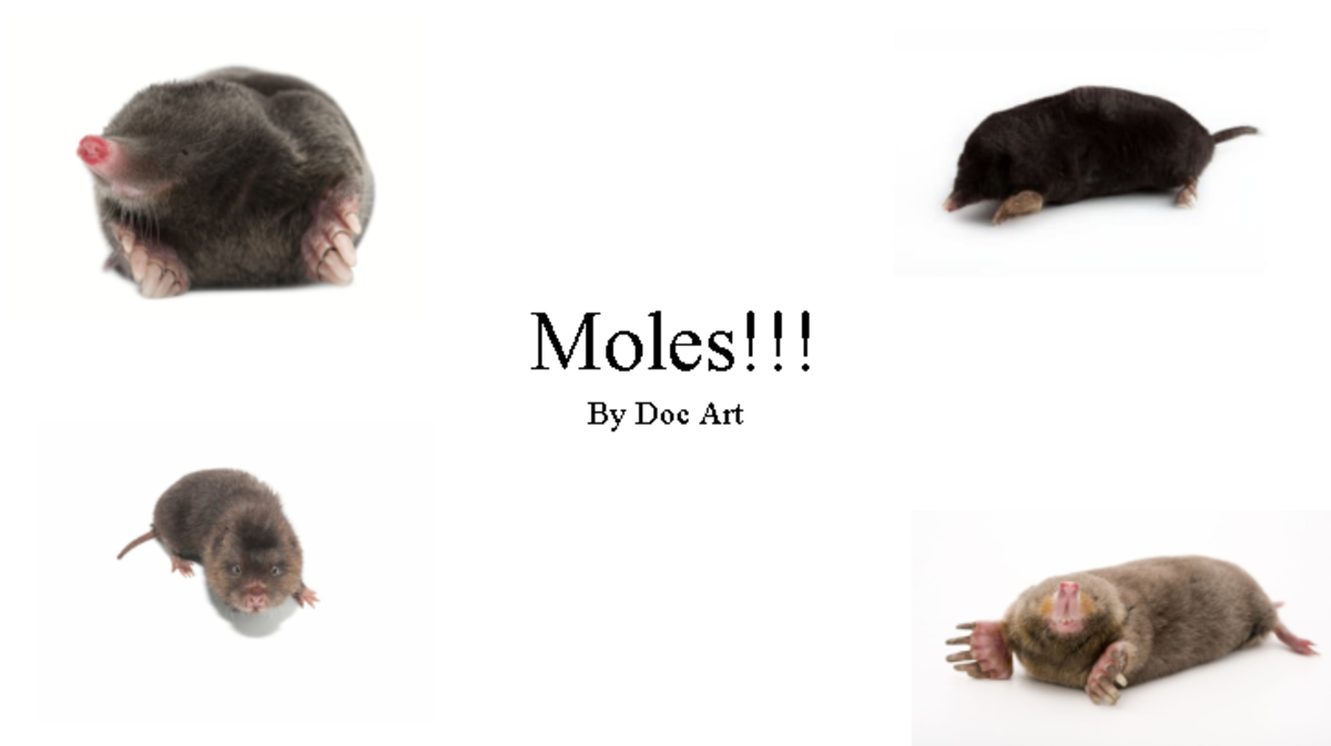 Lecture 6 Moles 21 21 21 - Moles!!! By Doc Art Molecular and Formula ...