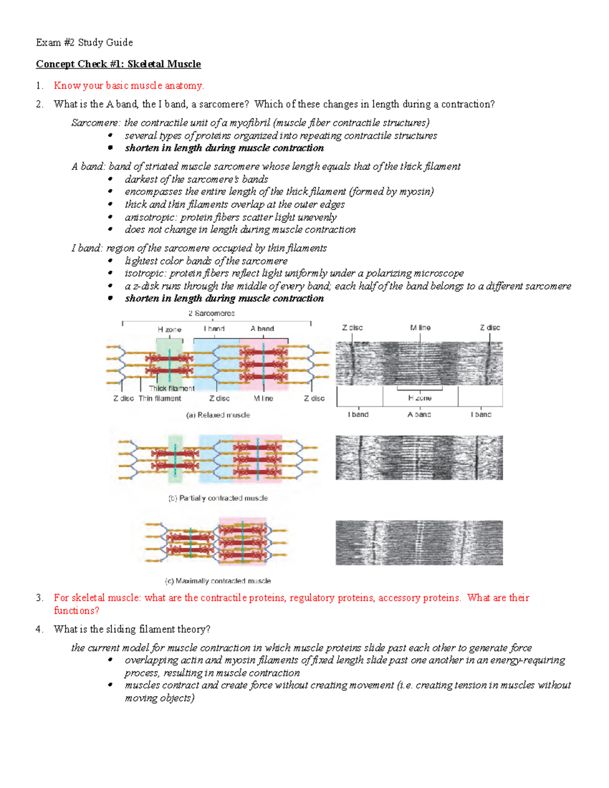 Exam 2 Study Guide - Exam #2 Study Guide Concept Check #1: Skeletal ...