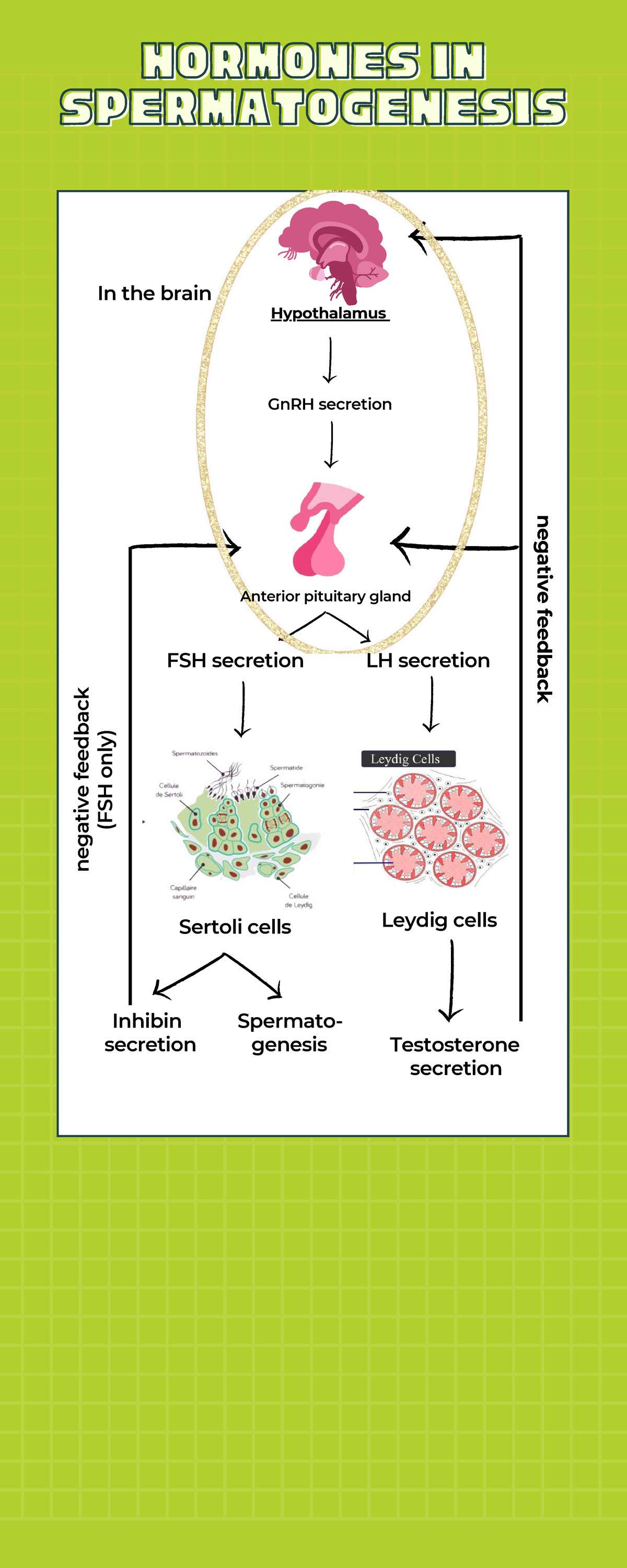 SB015 Chapter 9b Reproduction and Development essays Human Reproduction ...
