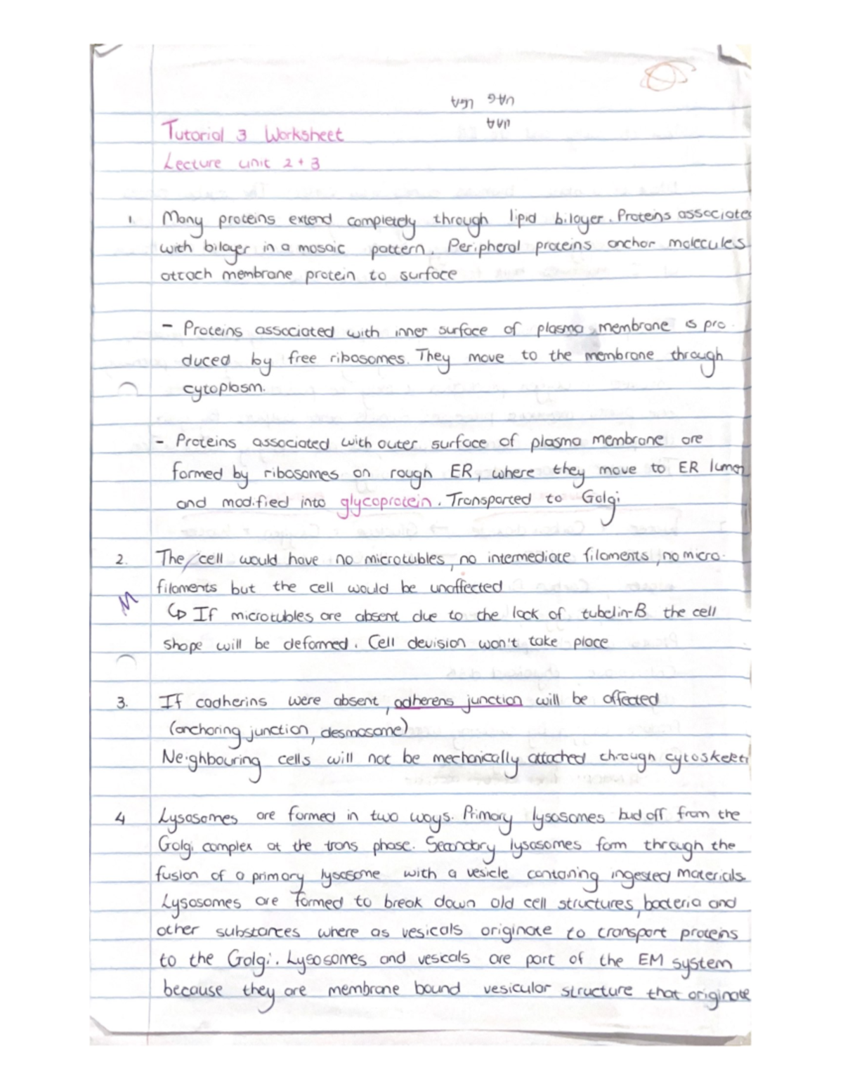 Tutorial 3 memo - endomembrane system - MLB 111 - Studocu