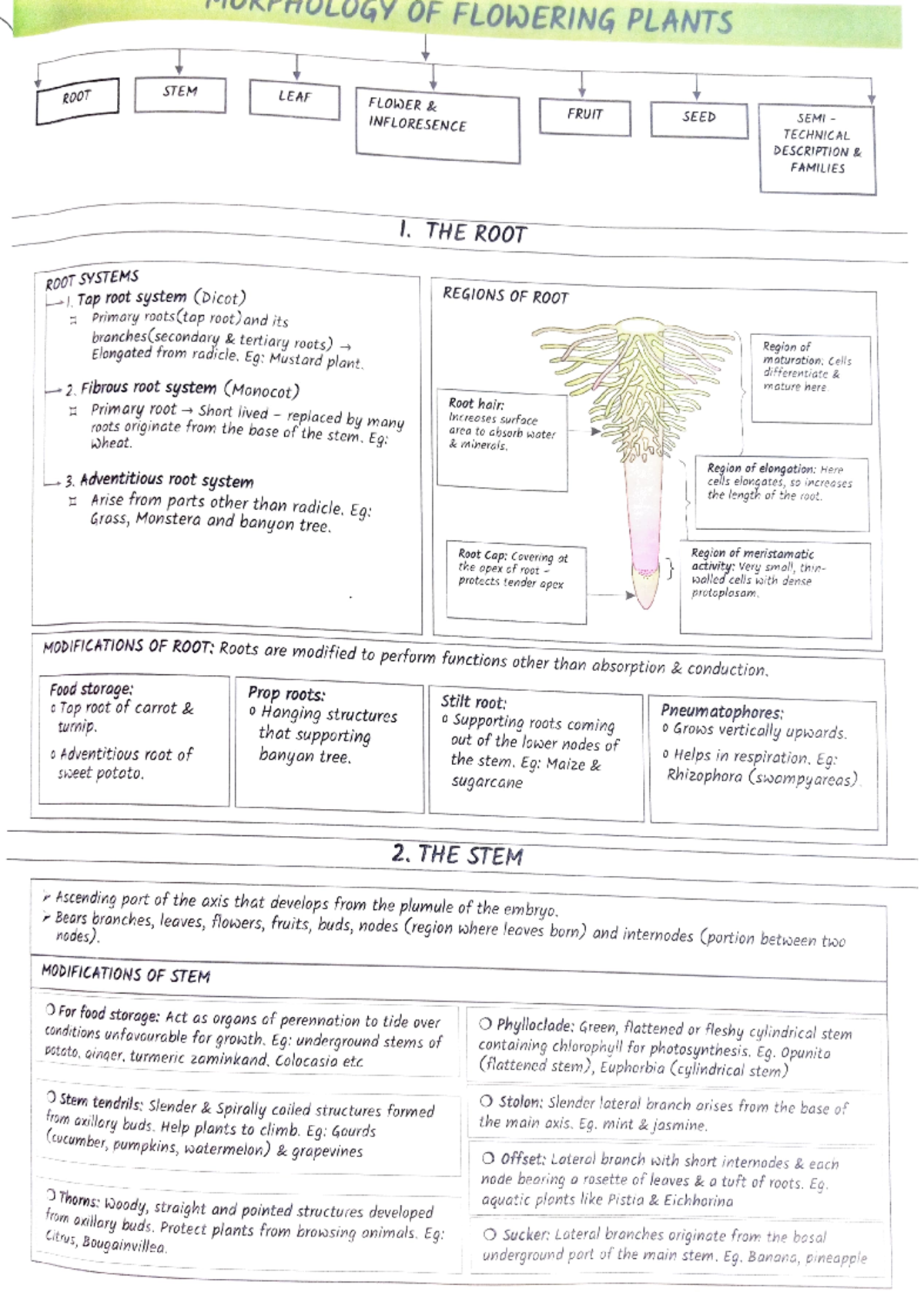 Adobe Scan Sep 02, 2022 - Short notes on morphology of flowering plants ...