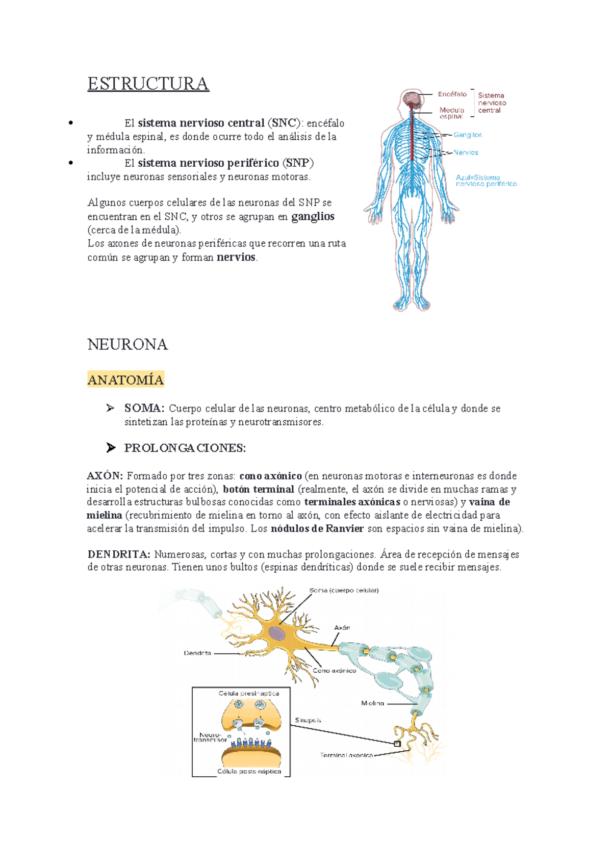 Neuronas - fundamentos - ESTRUCTURA El sistema nervioso central ( SNC ...