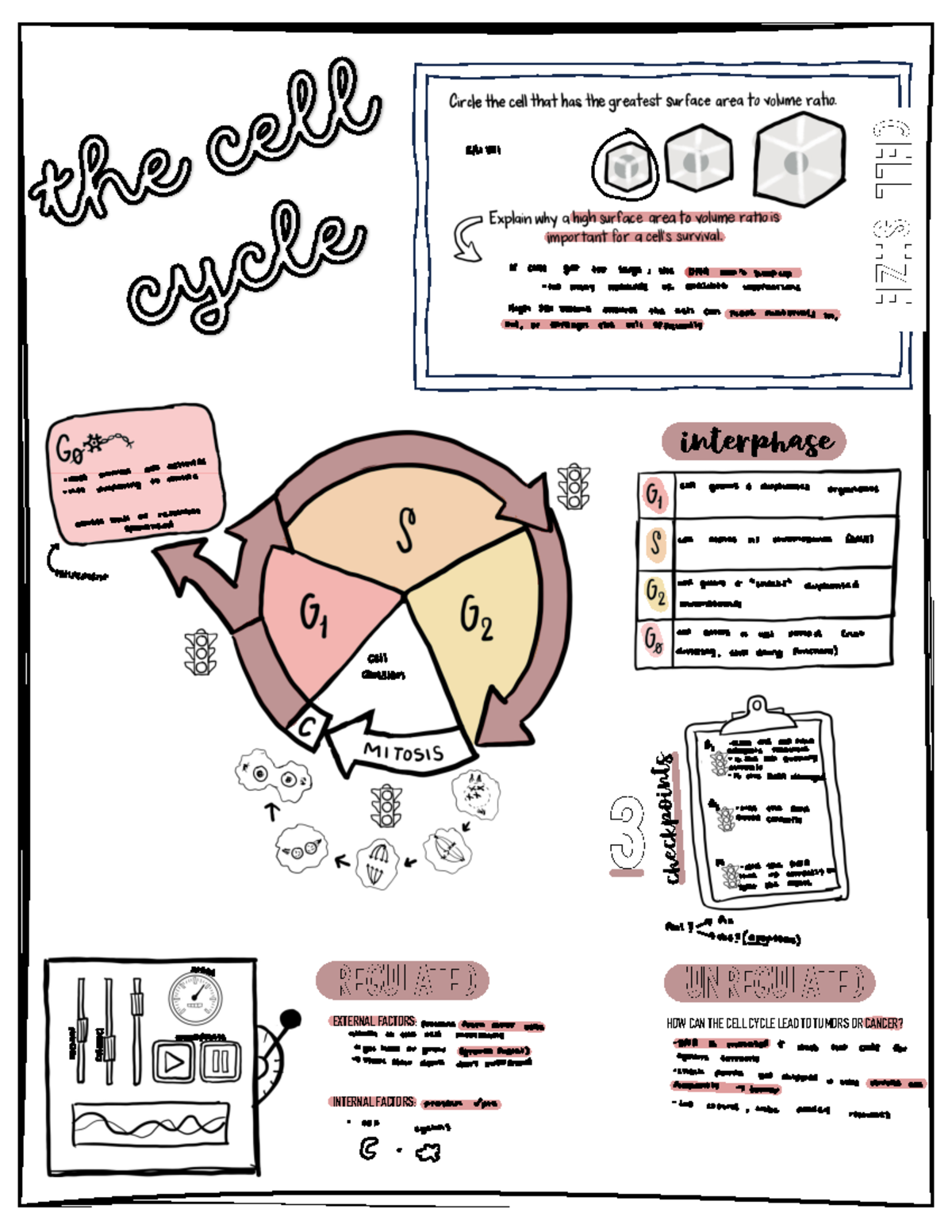 5.1 - (optional) Blank Doodle Notes Cell Cycle - C ell Size REGULATED ...