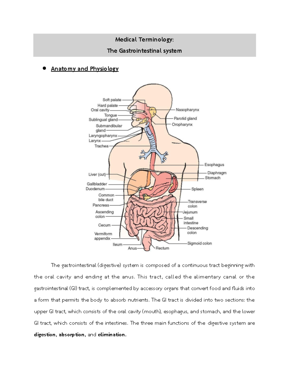 Terminology of Gastrointestinal system (2024) - Medical Terminology ...