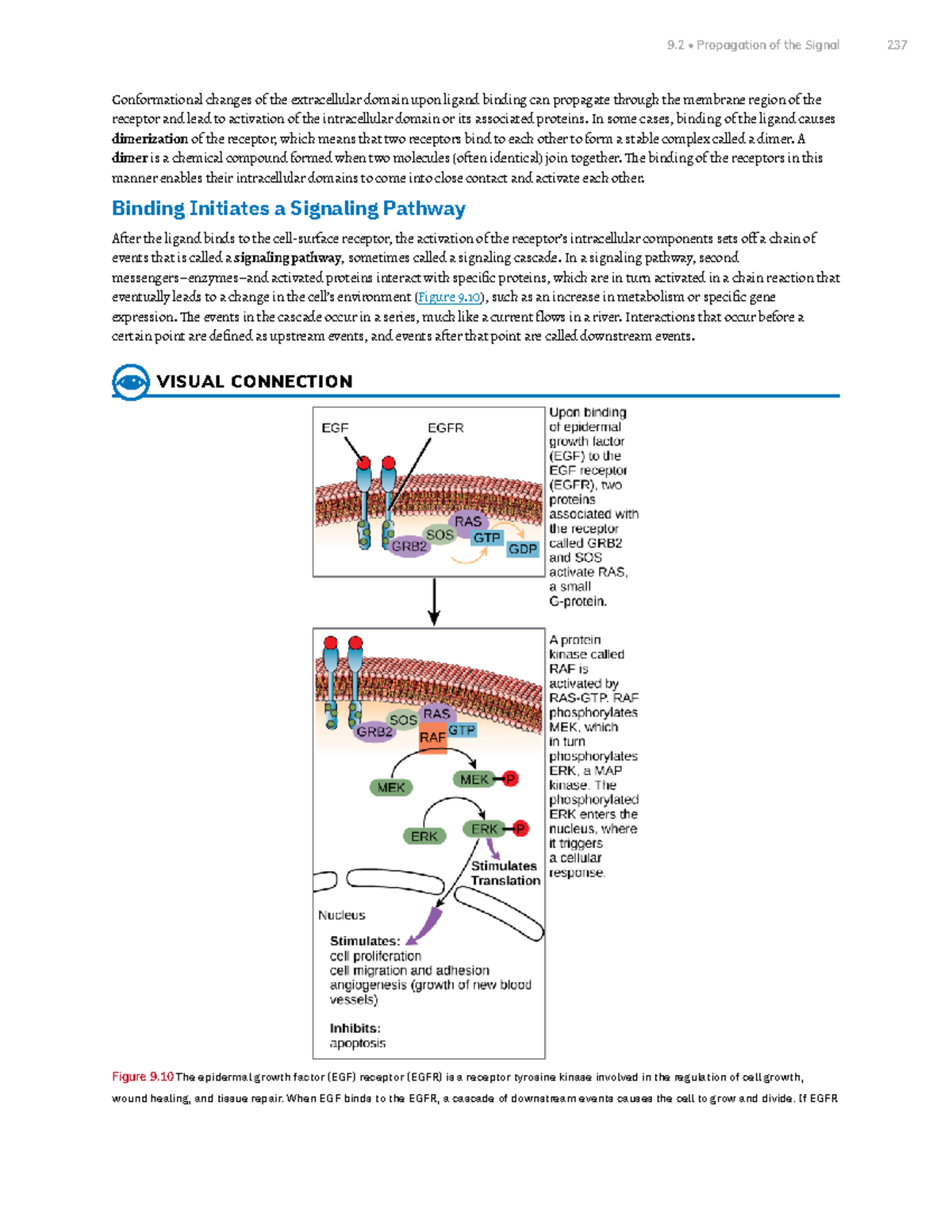 Chapter 9 Cell Communication Part 5 - Conformational changes of the ...