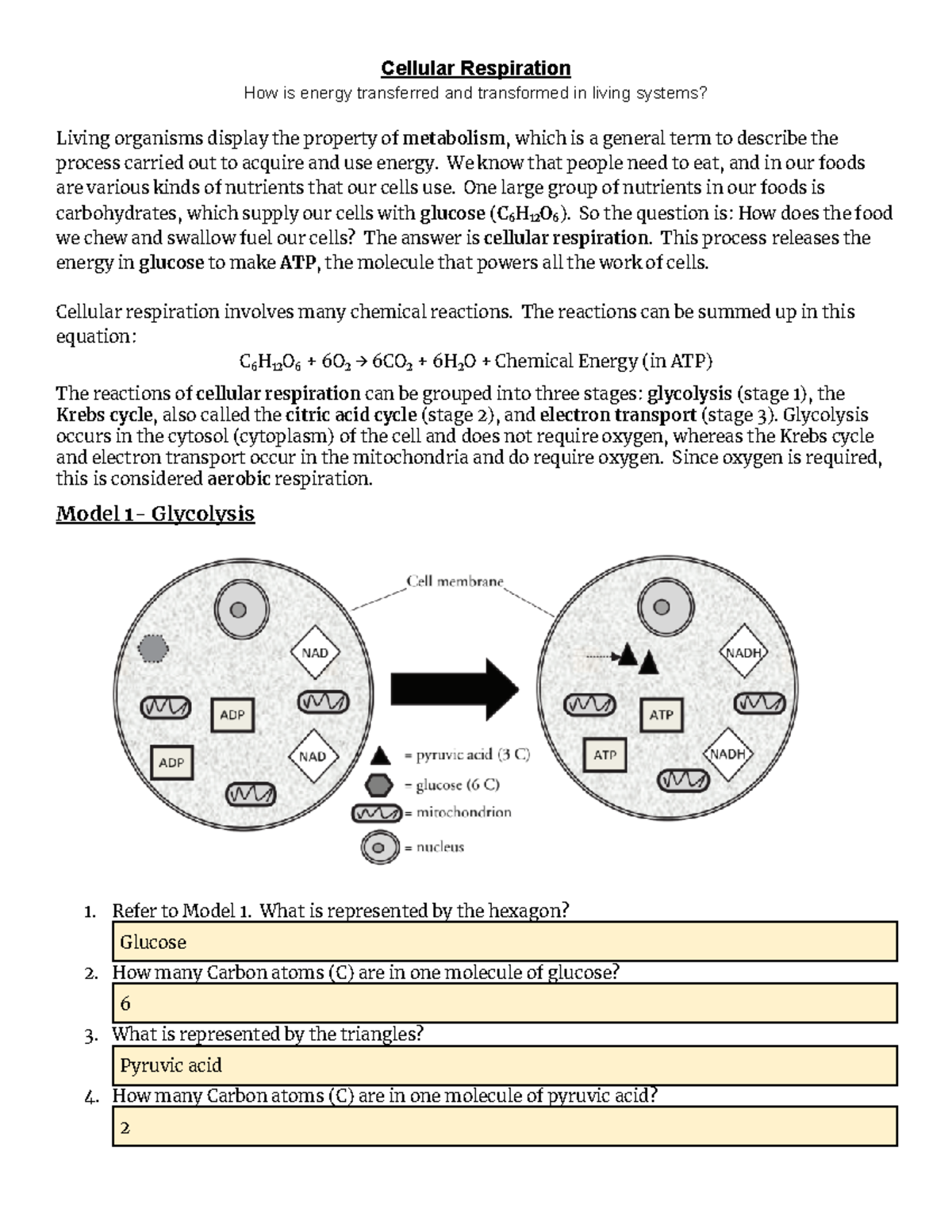 Cellular Respiration - We know that people need to eat, and in our ...
