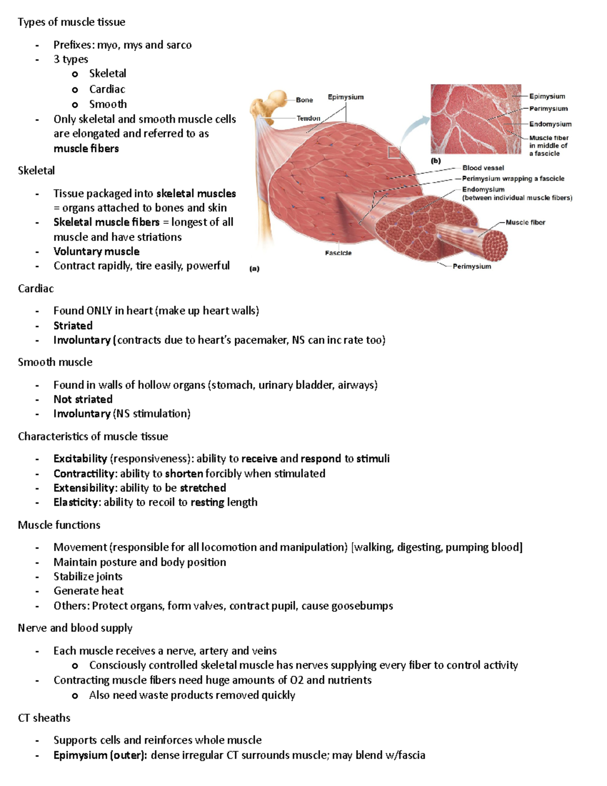 Chapter 9 - skeletal muscle - Types of muscle tissue - Prefixes: myo ...