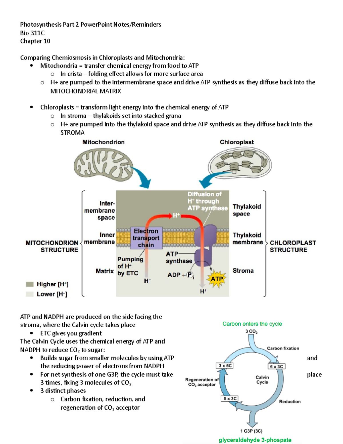 Photosynthesis Part 2 Power Point Notes - Photosynthesis Part 2 ...