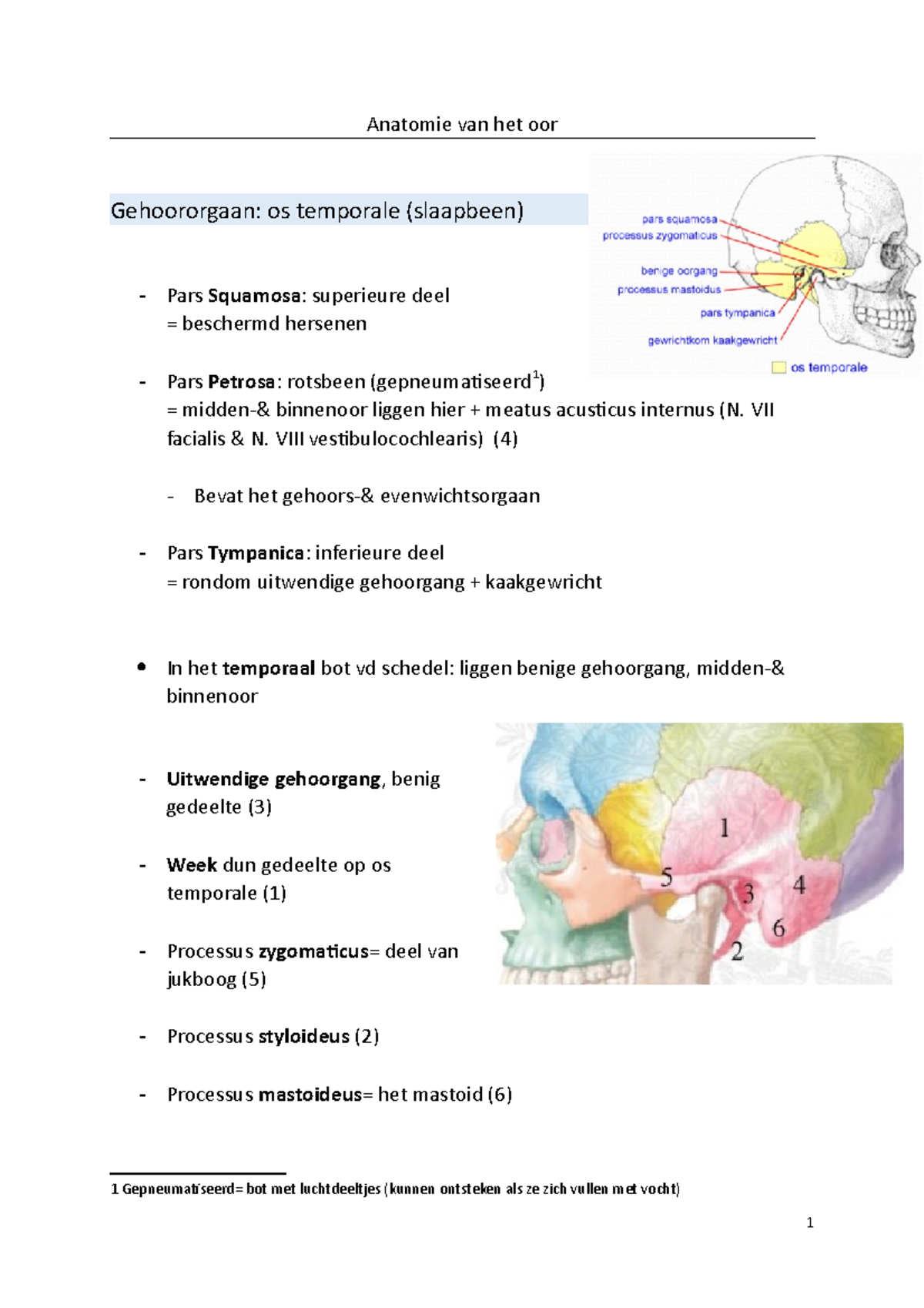 Anatomie- oor - Anatomie van het oor Gehoororgaan: os temporale ...