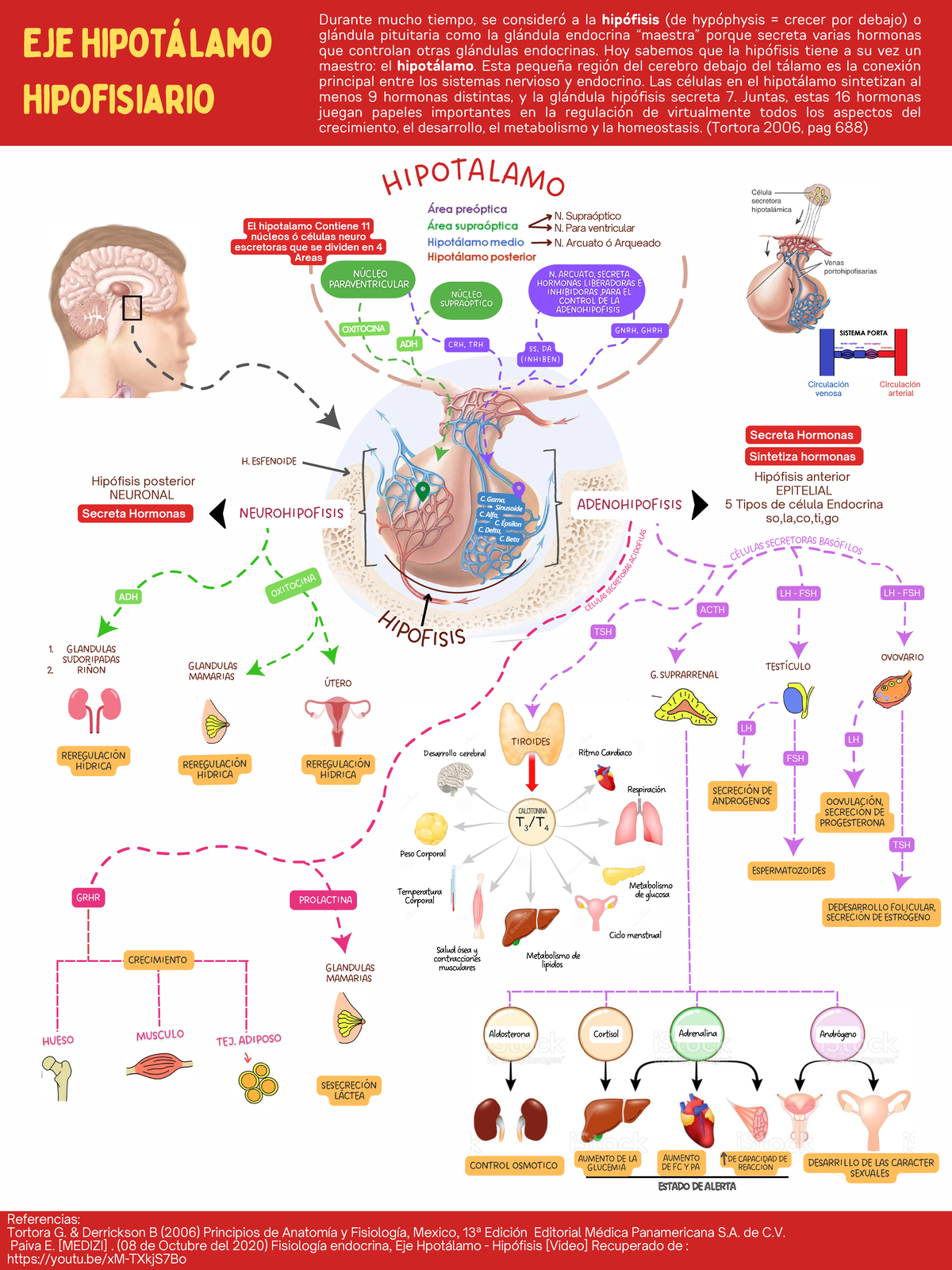 Eje Hipotálamo-Hipófisis - CÉ LUL AS SEC RE TO RA S A CI DO FI LA S CÉ LUL AS SE CRETORAS ...