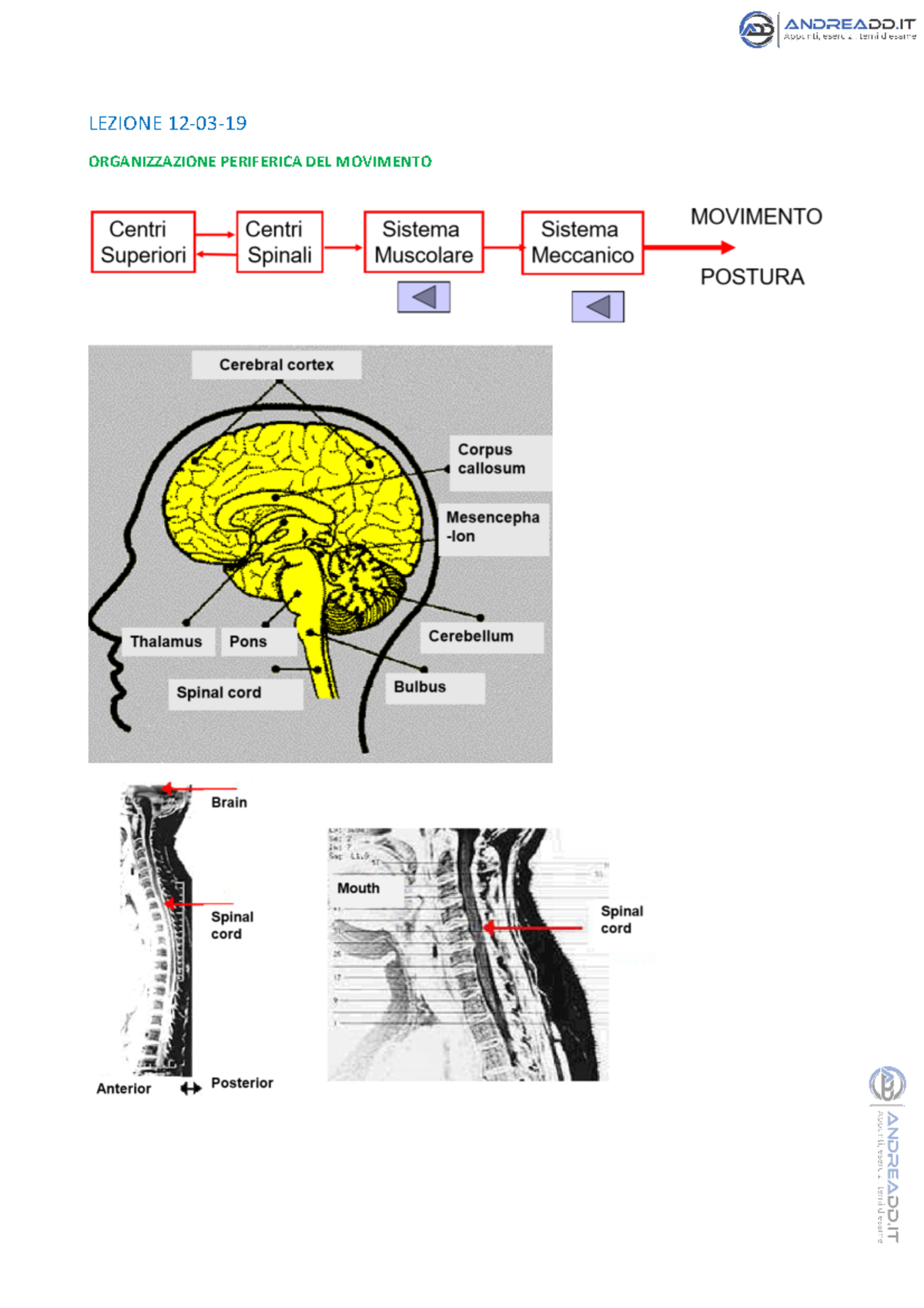 3 organizzazione periferica del movimento - LEZIONE 12-03 ...