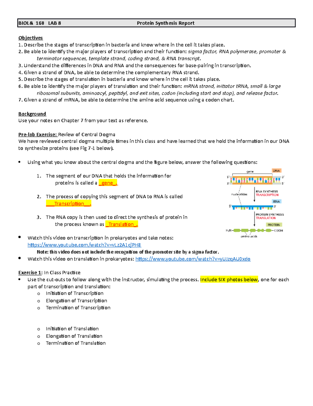 B160 Lab 8 Protein Synthesis Report F21 - BIOL& 160 LAB 8 Protein ...