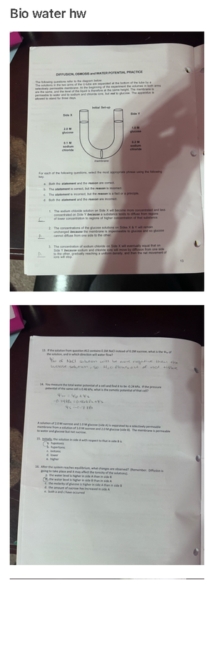 Bio Shrimp Lab - against aarcer trees 2. chorion around the brine ...