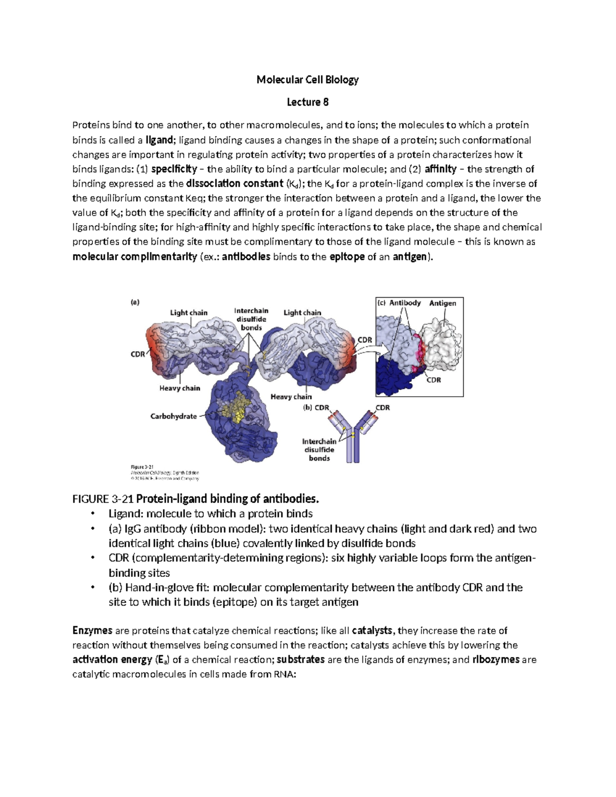 Lecture 8 - Molecular Cell Biology Lecture 8 Proteins bind to one ...