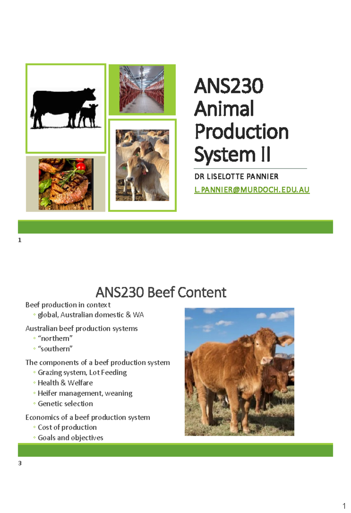 L1 Beef Production 2024 LPStudent - ANS Animal Production System II DR ...