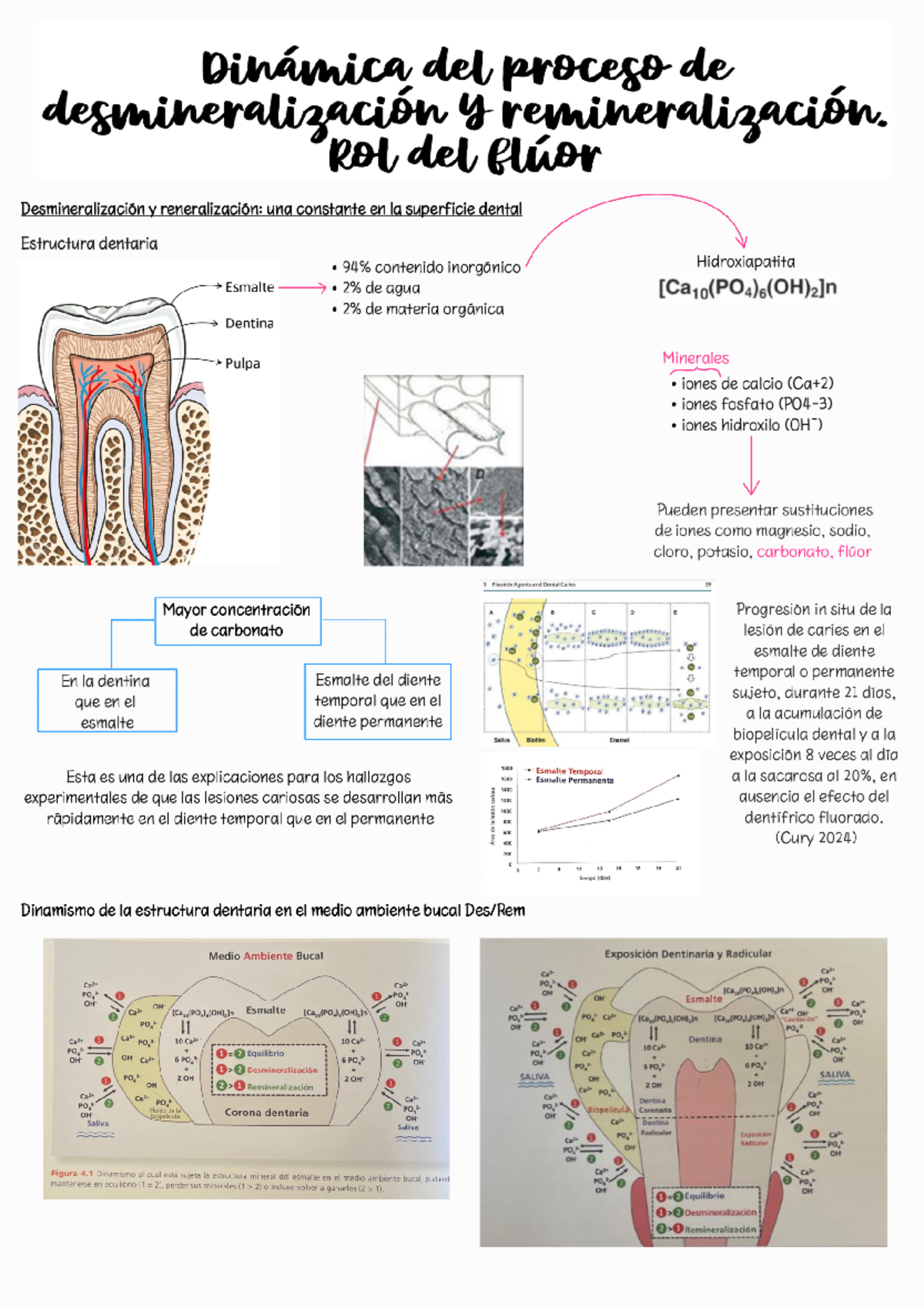 Solemne 2 cariología 241026 182943 - Dinámica del proceso de desmineralizacion y ...