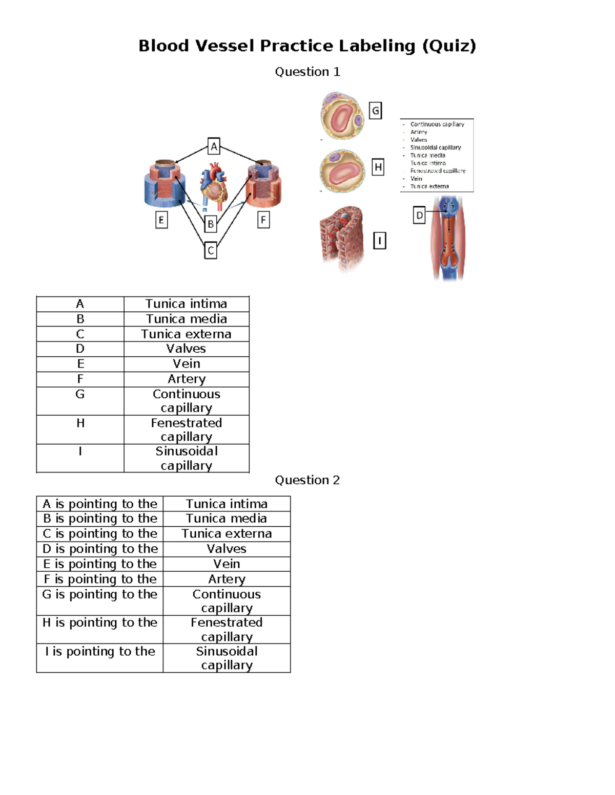 Week 3 Blood Vessel Practice Labeling quiz - Blood Vessel Practice ...