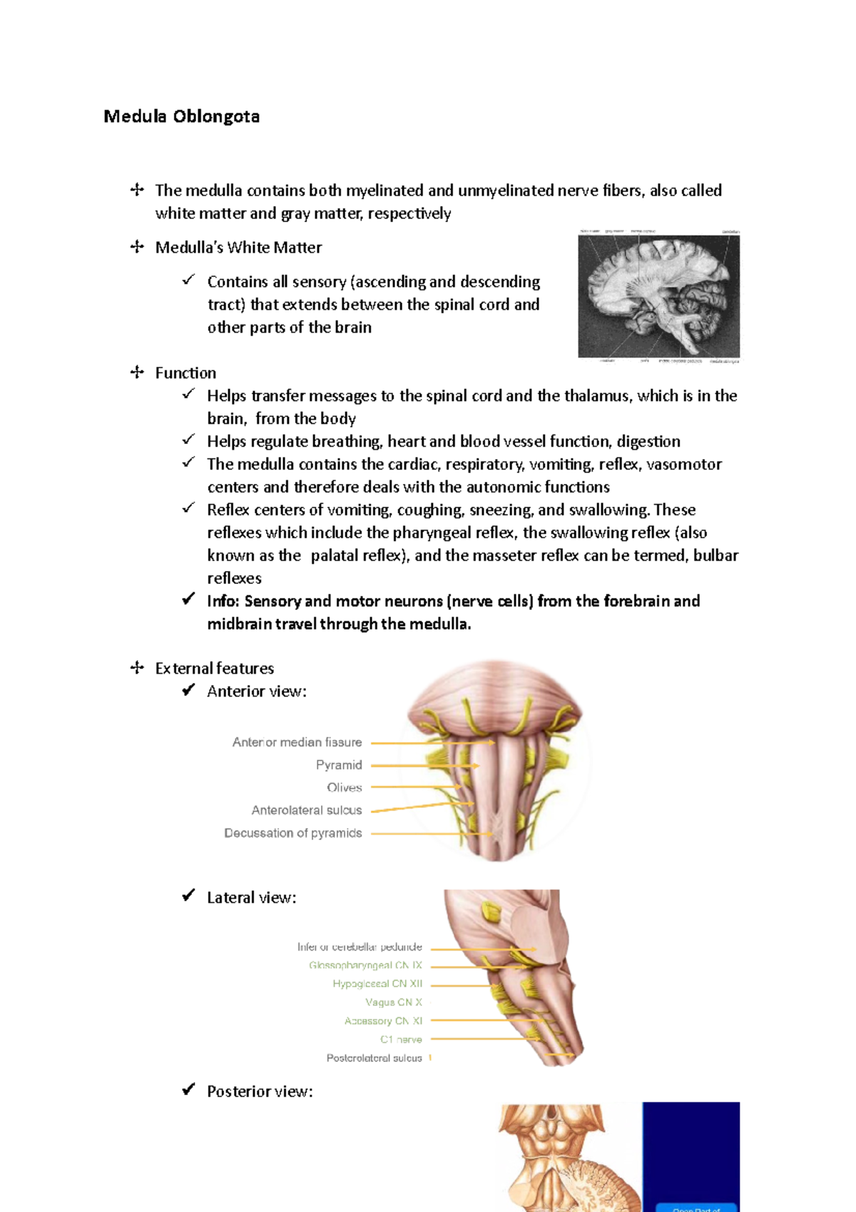 Medula Oblongota - Summary General Anatomy and Musculoskeletal System ...
