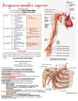 Región Selar Y Paraselar resumen - REGIÓN SELAR Y PARASELAR La silla ...